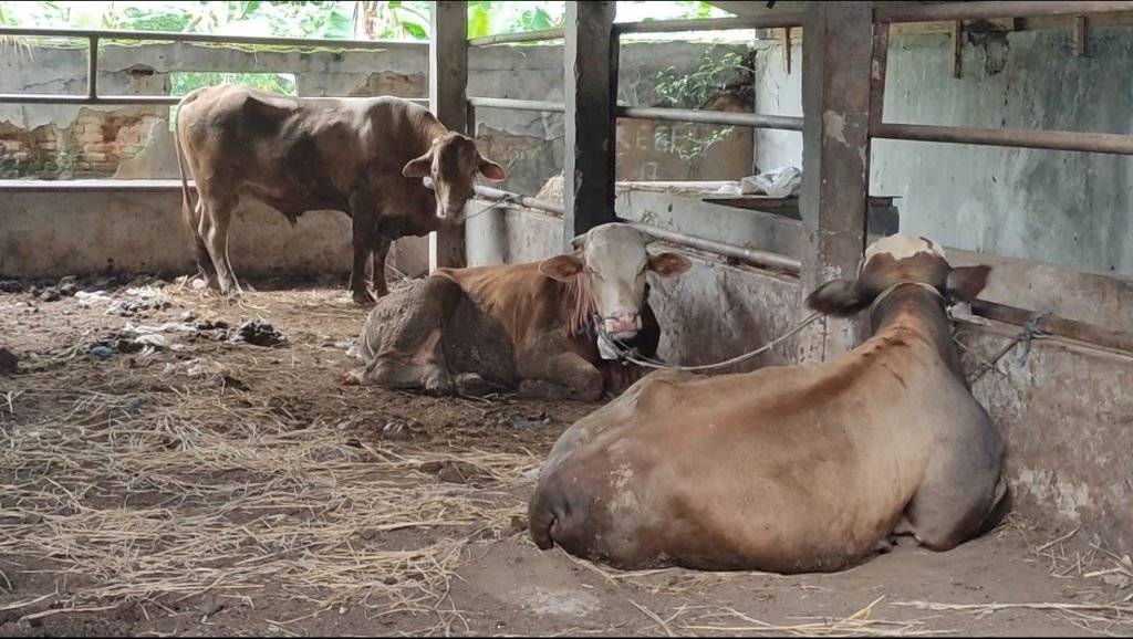 Pemotongan Hewan Qurban di Rumah Potong Hewan Ruminansia (RPH-R ...